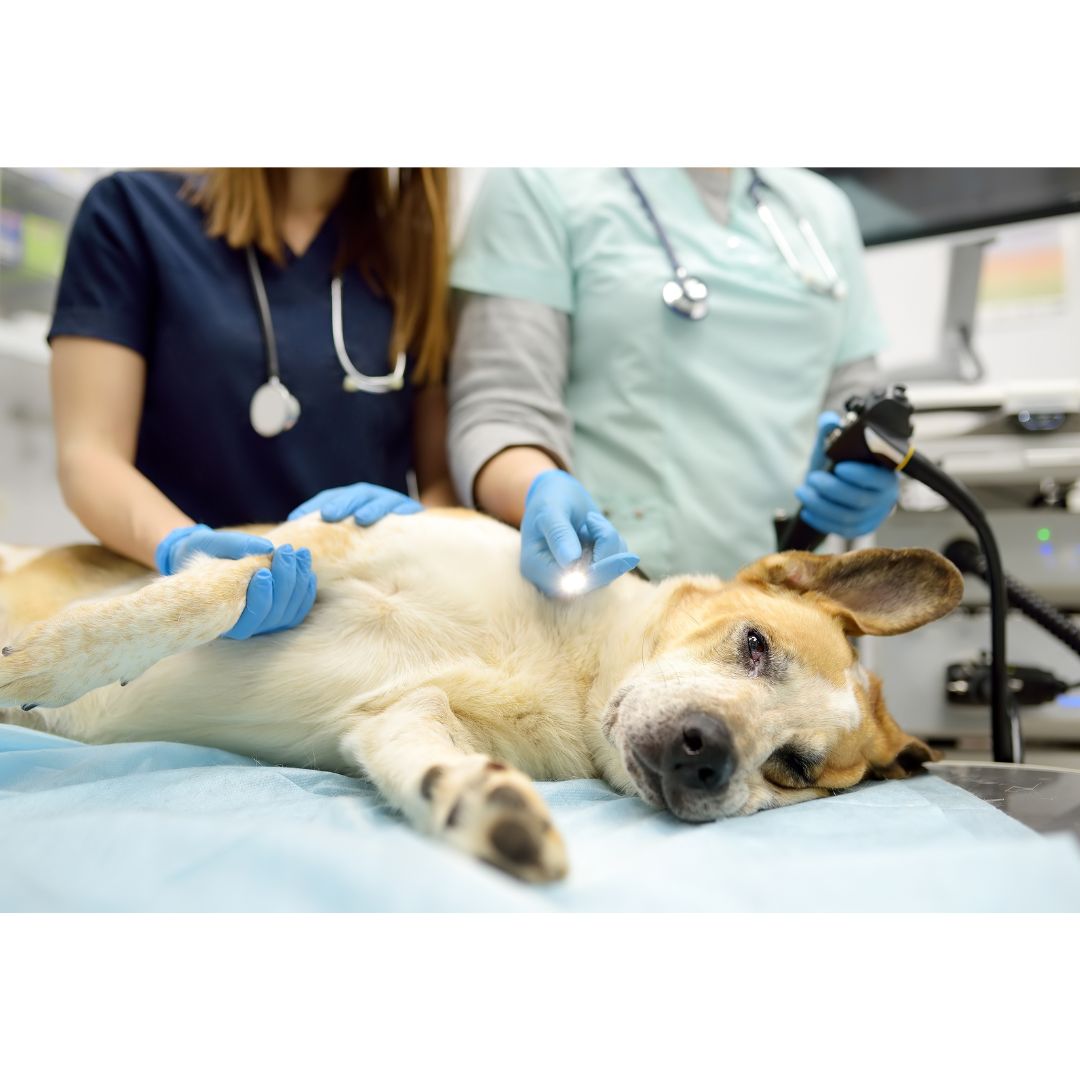 FDH35 Large Animal Gastroscope – Gray Street Medical